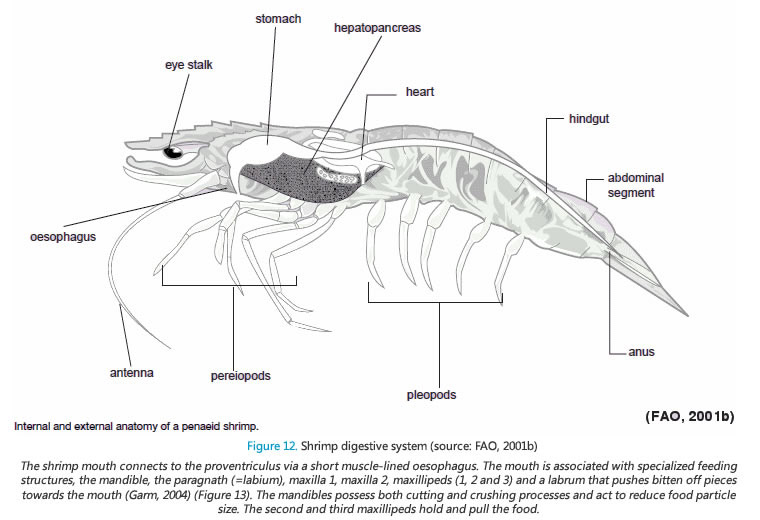 FAO: Natural food and feeding habits