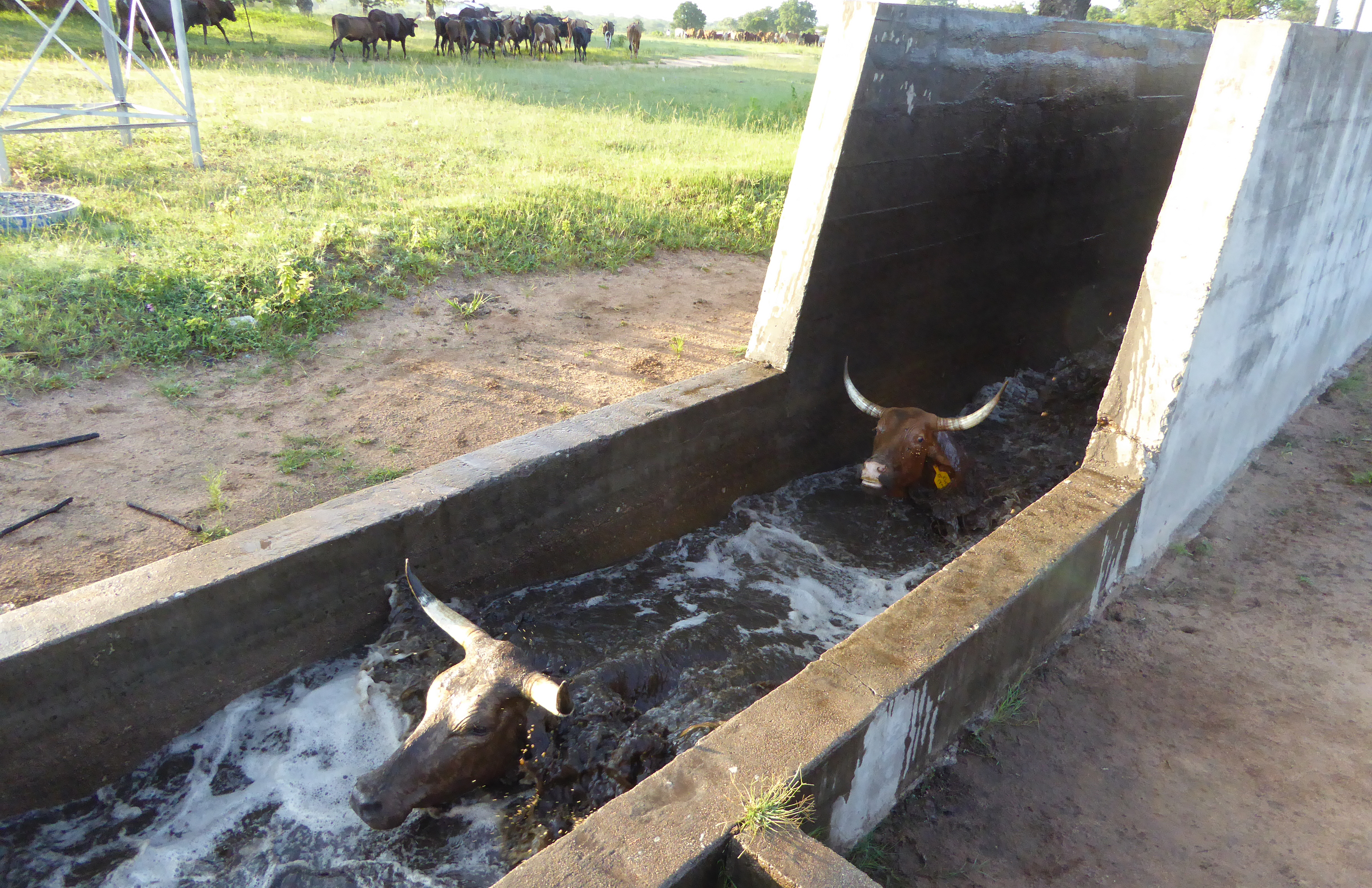 Community of Practice on Acaricide Resistance Management of Livestock ...