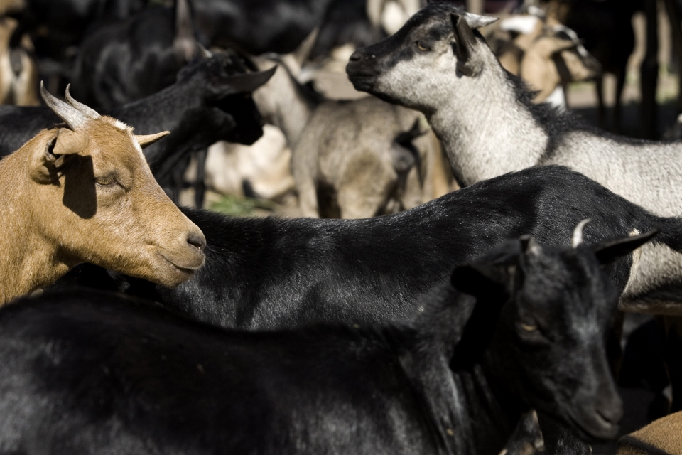 Animal Health | Food and Agriculture Organization of the United Nations