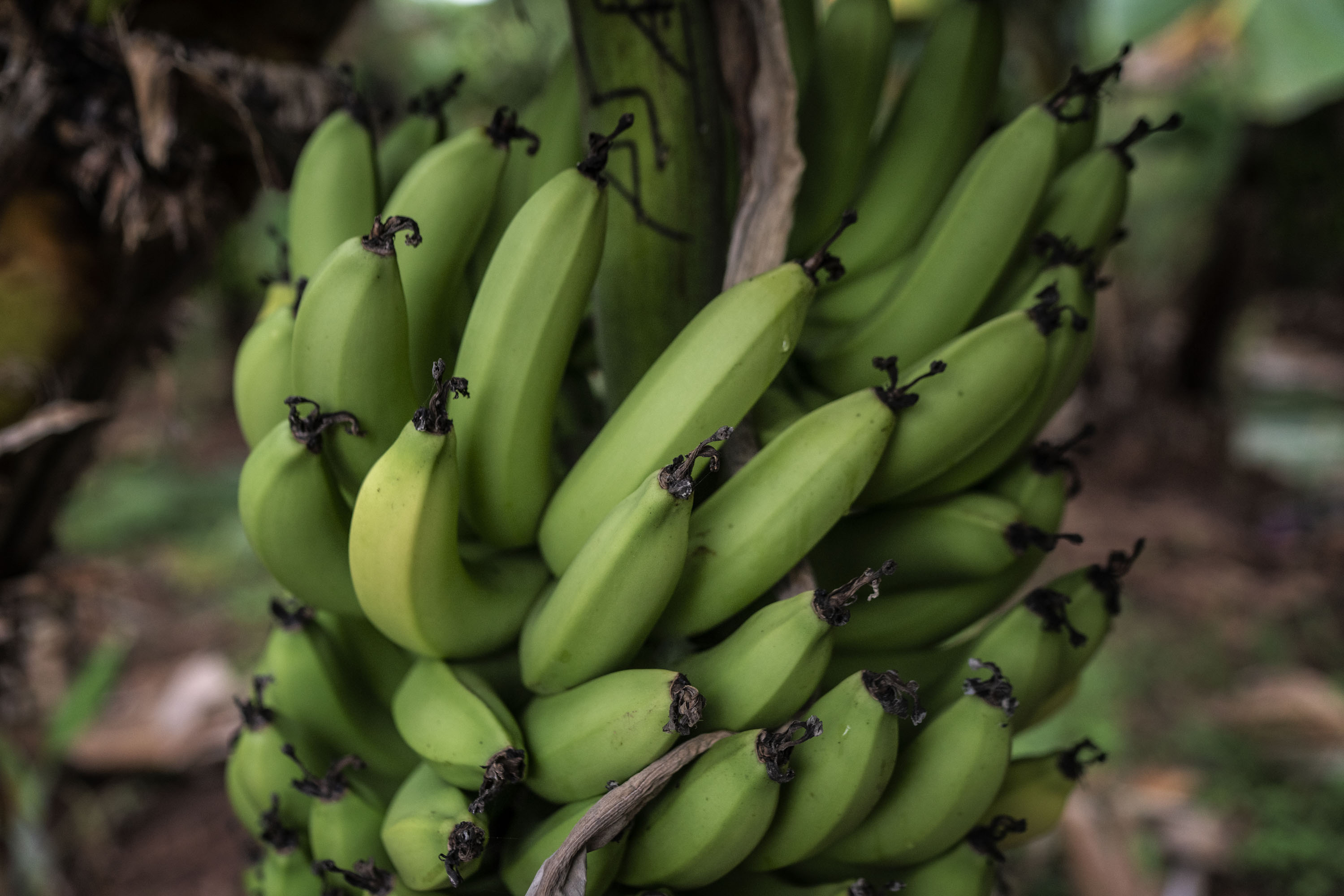 New FAO-led bioeconomy project in Pakistan scoops multimillion dollar ...