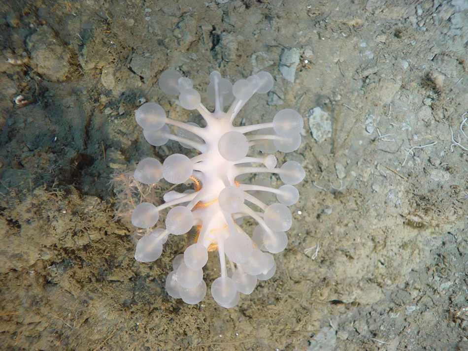 Valuation of deep-sea sponges and other marine resources in the ABNJ