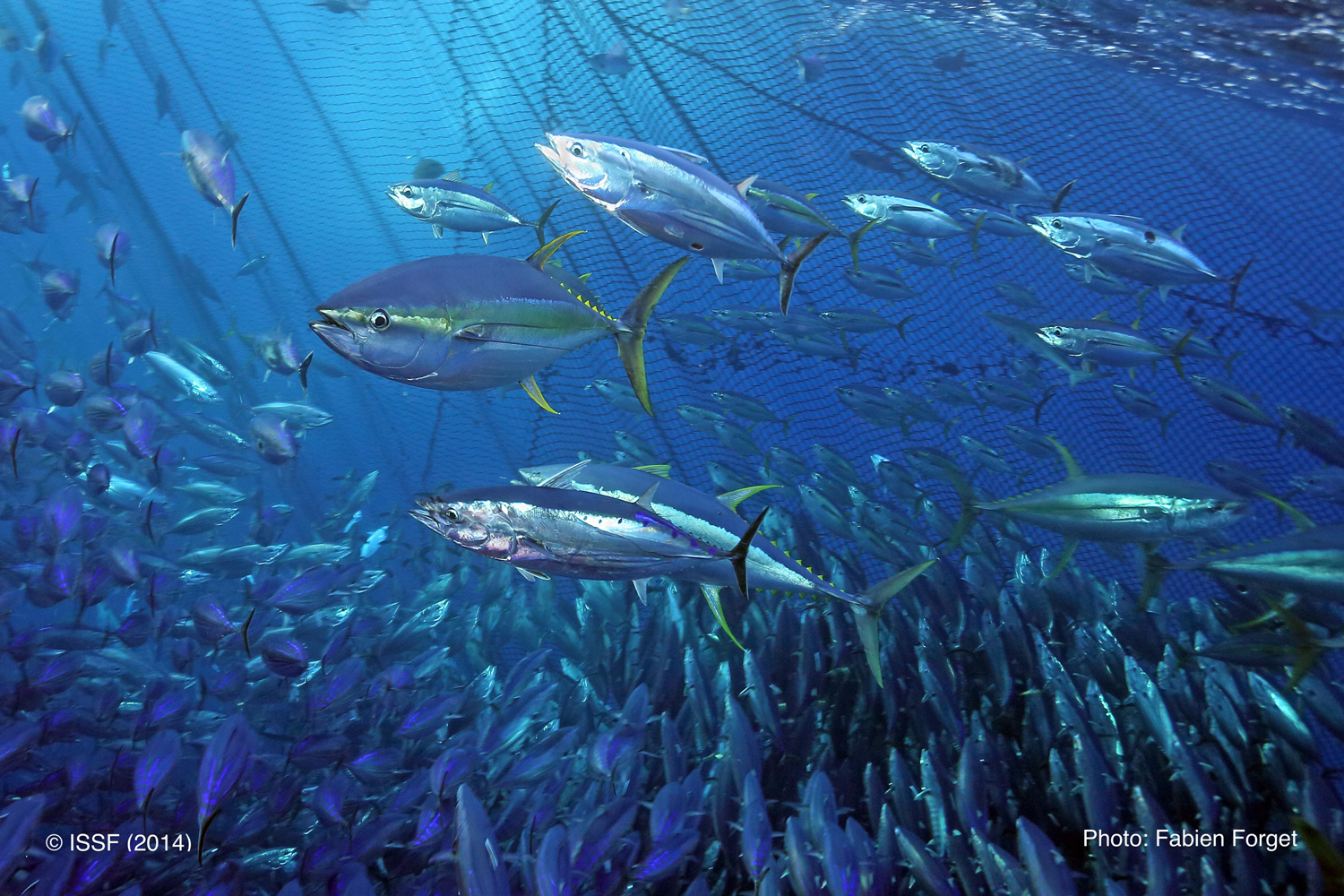Leading marine scientists and tuna industry representatives meet at FAO ...