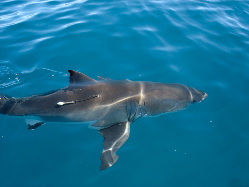 Survey design for major Pacific shark tagging study developed by expert ...