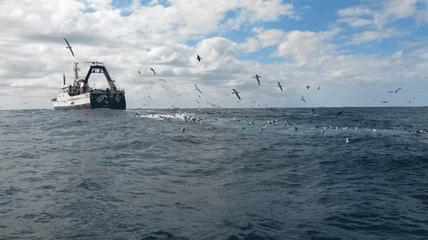 FAO and BirdLife International collaborate on seabird intensive ...