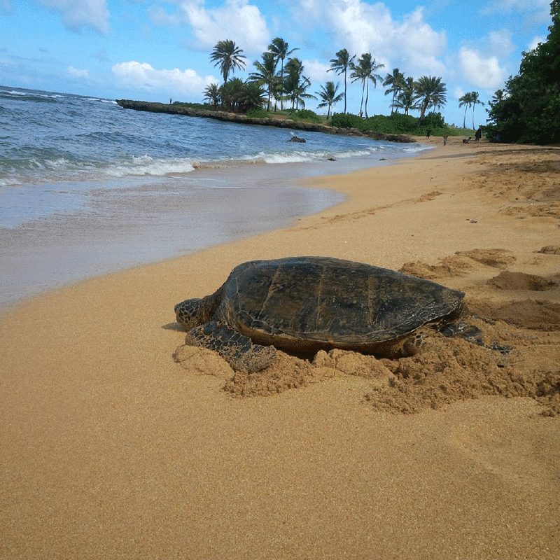 WCPFC completes analysis of largest compilation to date of Pacific sea ...