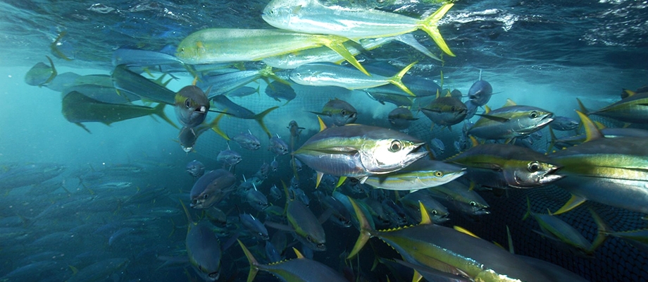 Common Oceans - A partnership for sustainability in the ABNJ | Food and ...