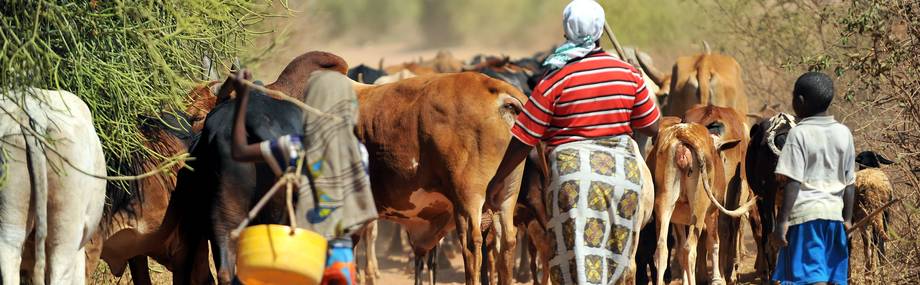 Contract Farming Resource Centre | Food and Agriculture Organization of ...