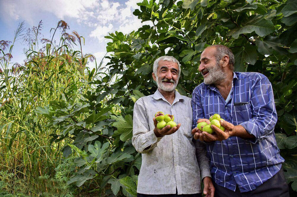 FAO in the Islamic Republic of Iran | Food and Agriculture Organization ...