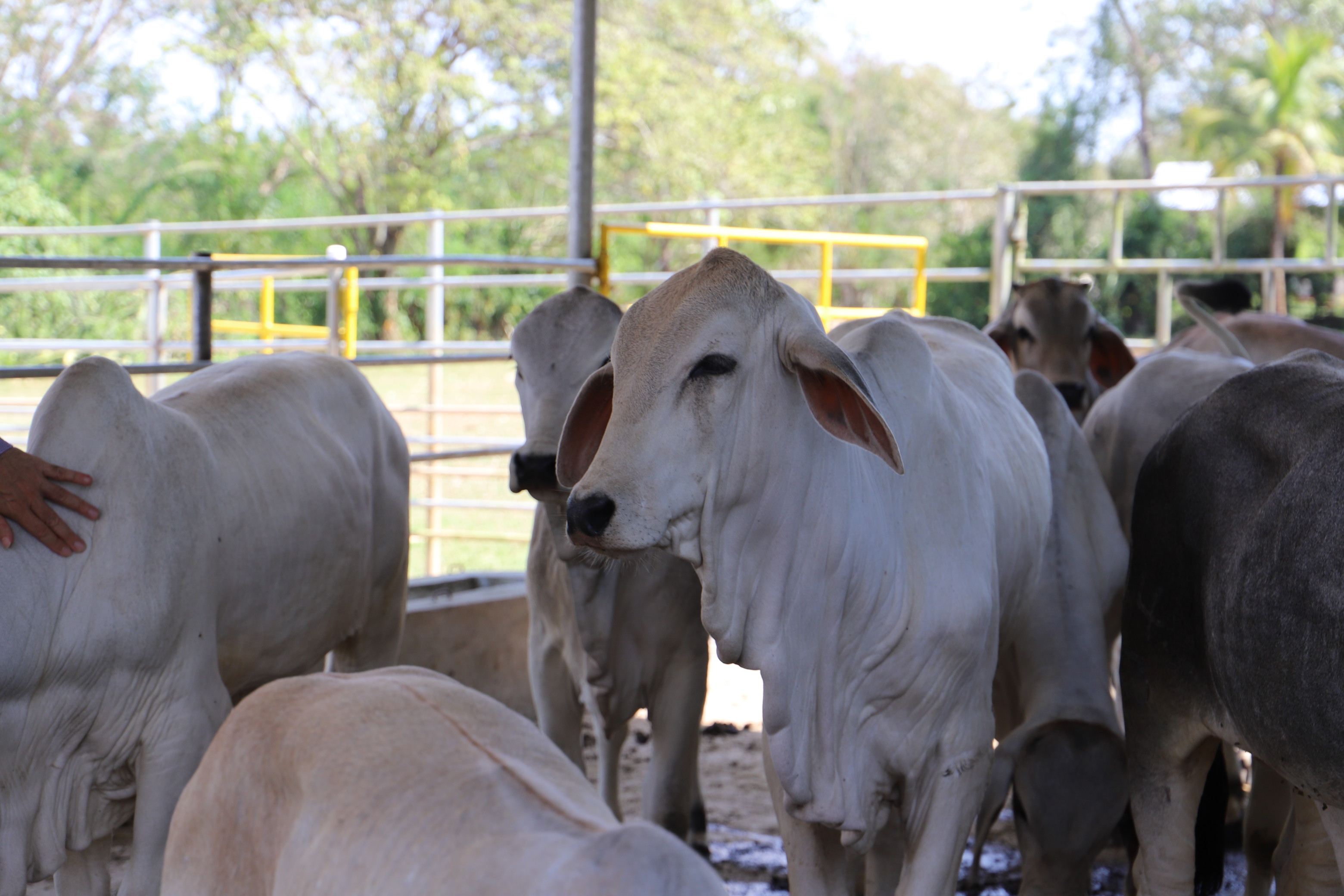 Organización de las Naciones Unidas para la Alimentación y la ...