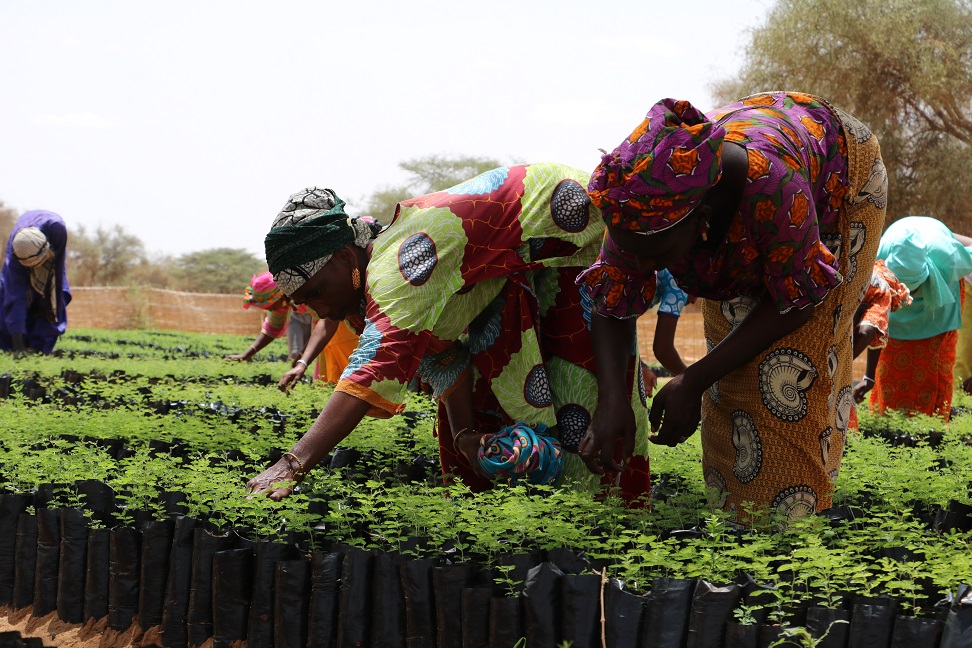 FAO au Sénégal | Organisation des Nations Unies pour l'alimentation et ...