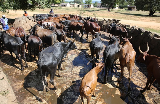 FAO in Zimbabwe | Food and Agriculture Organization of the United Nations
