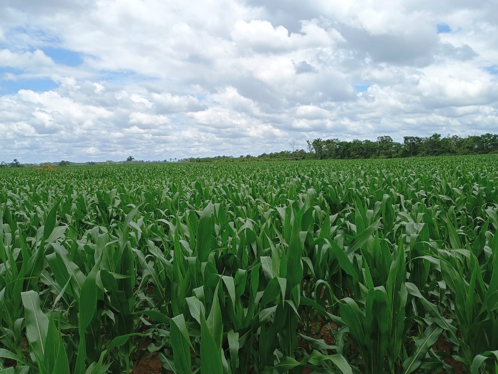 Organización de las Naciones Unidas para la Alimentación y la ...