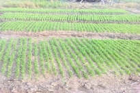 FAO trains farmers to improve rice production, value chain in Ebonyi ...