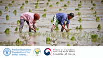 Philippines to take part in global rice value chain development ...