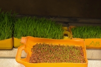 FAO trains trainers on fodder production to strengthen livestock ...