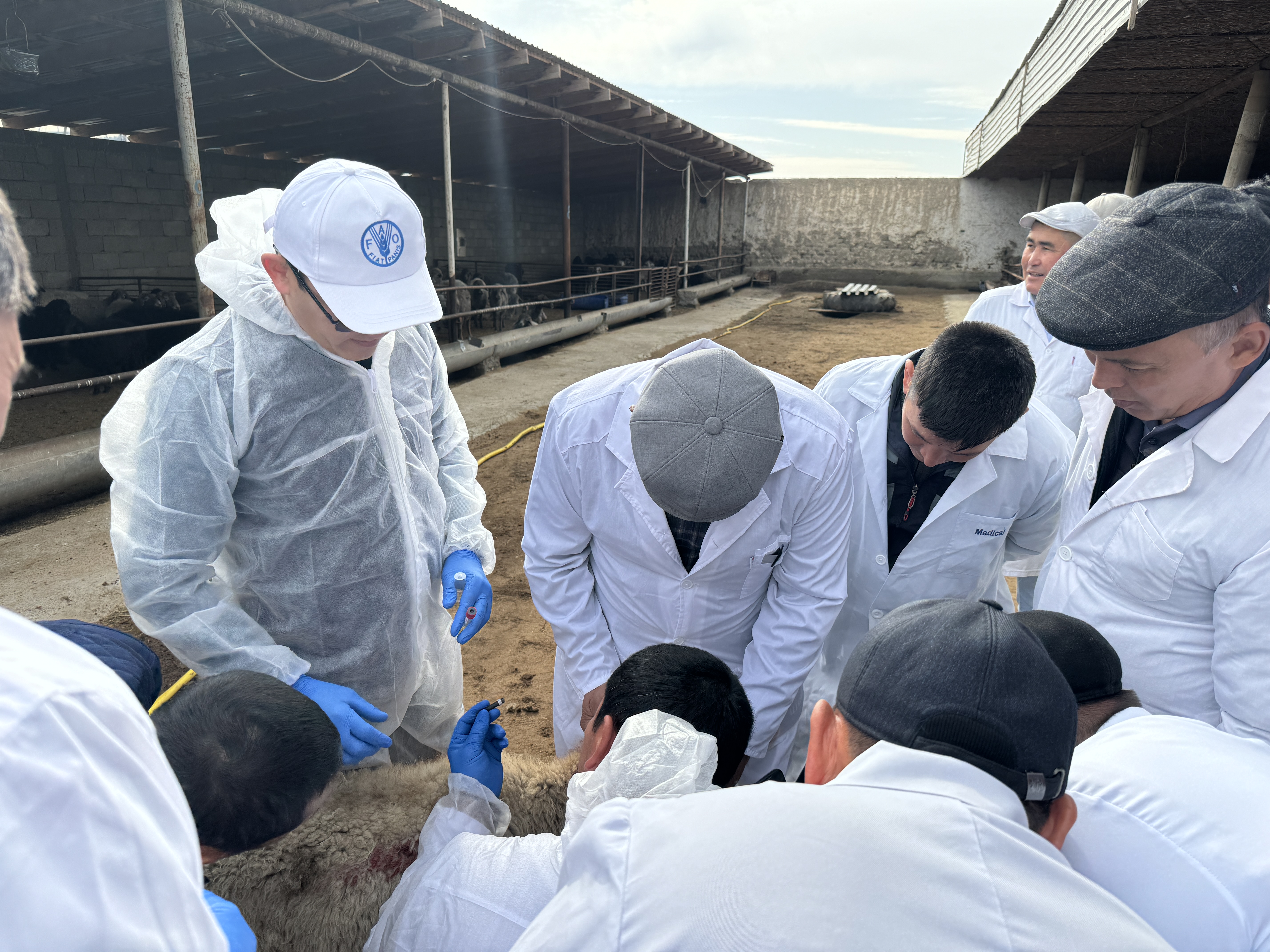 FAO Country Profiles | Large-Scale Active Seromonitoring for PPR Virus ...