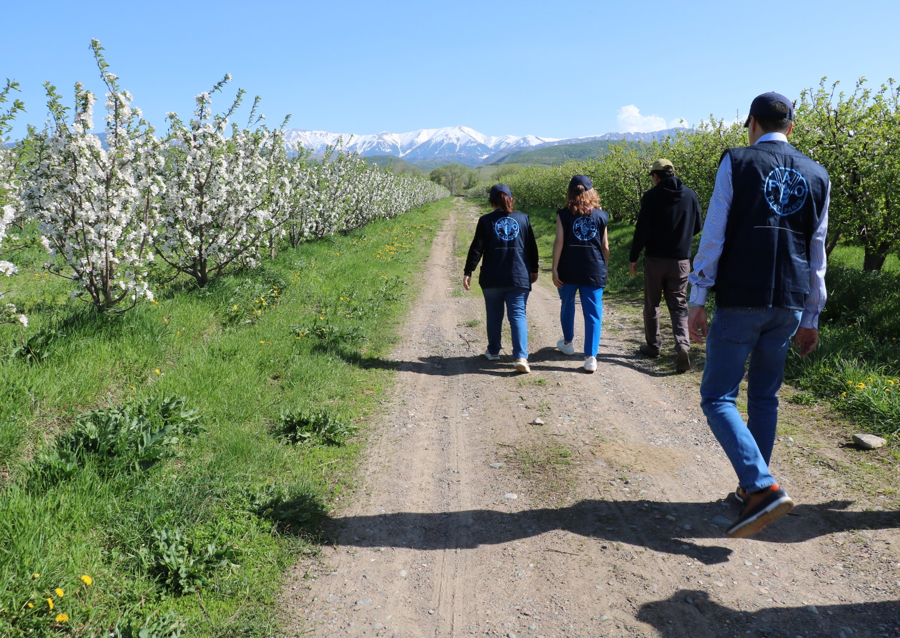 FAO Country Profiles | FAO calls for integrated pest management to ...