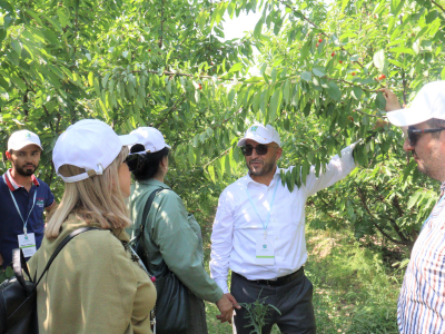 FAO Country Profiles | Lessons learned: sweet cherries in Uzbekistan ...