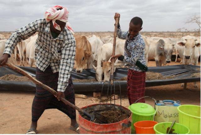 Urgent asset protection support to safeguard livestock-based ...