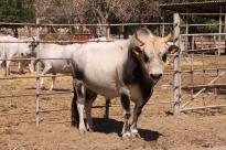 Domestic Animal Diversity Information System (DAD-IS) | Food and ...