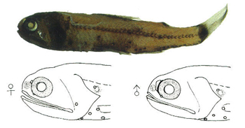 EAF-Nansen Science Meeting on mesopelagic fish | EAF Nansen | Food and ...