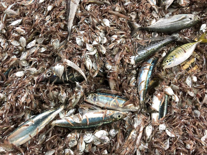 Fish: The “perfect micronutrient” in ensuring global food security and ...