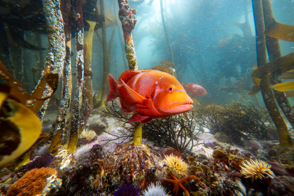 EAF-Nansen Programme celebrates 50th anniversary aboard the research ...