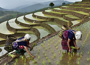 Partnership on Water-Resilient Food Systems launched at COP28 in Dubai ...