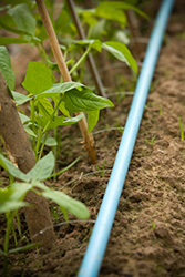 Water scarcity - the role of agriculture - Phase 3 | Land & Water ...