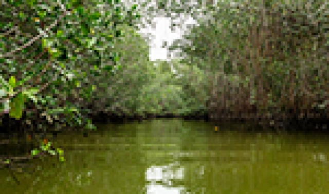 The CFI in action: sustainable mangrove management | Coastal Fisheries ...