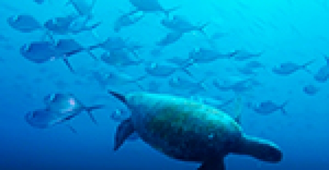 The CFI in action: Ecosystem Approach to Fisheries (EAF) | Coastal ...