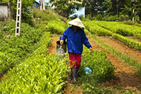 Statistics Division (ESS) | FAO | Food and Agriculture Organization of ...