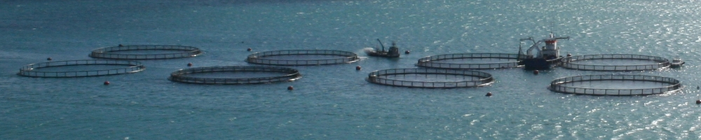 Overview of the most important GFCM activities in 2019 | General ...