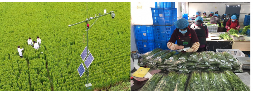 How sustainable green urban farms support the local food system in ...