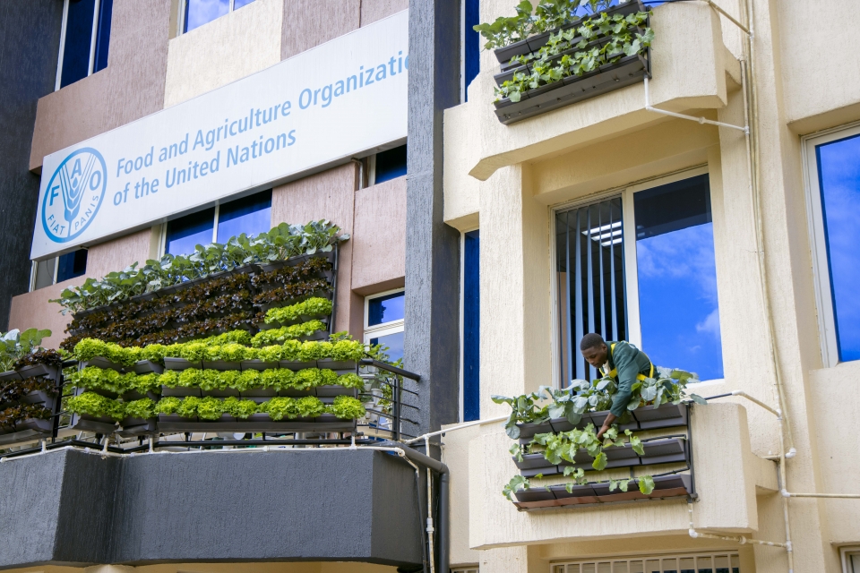 Promoting Green Rwanda through urban farming at the FAO Rwanda office ...