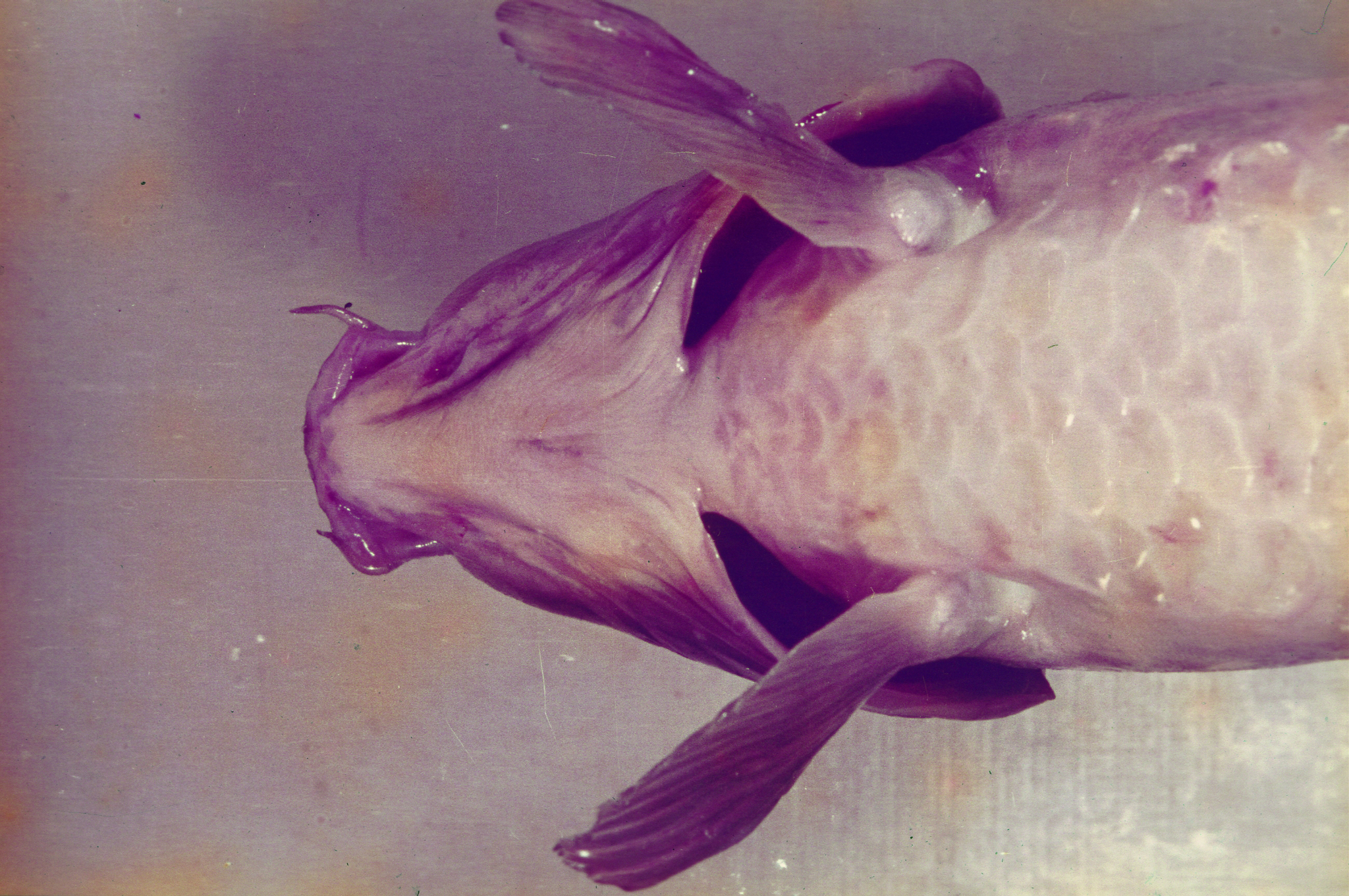 Human Faced Carp