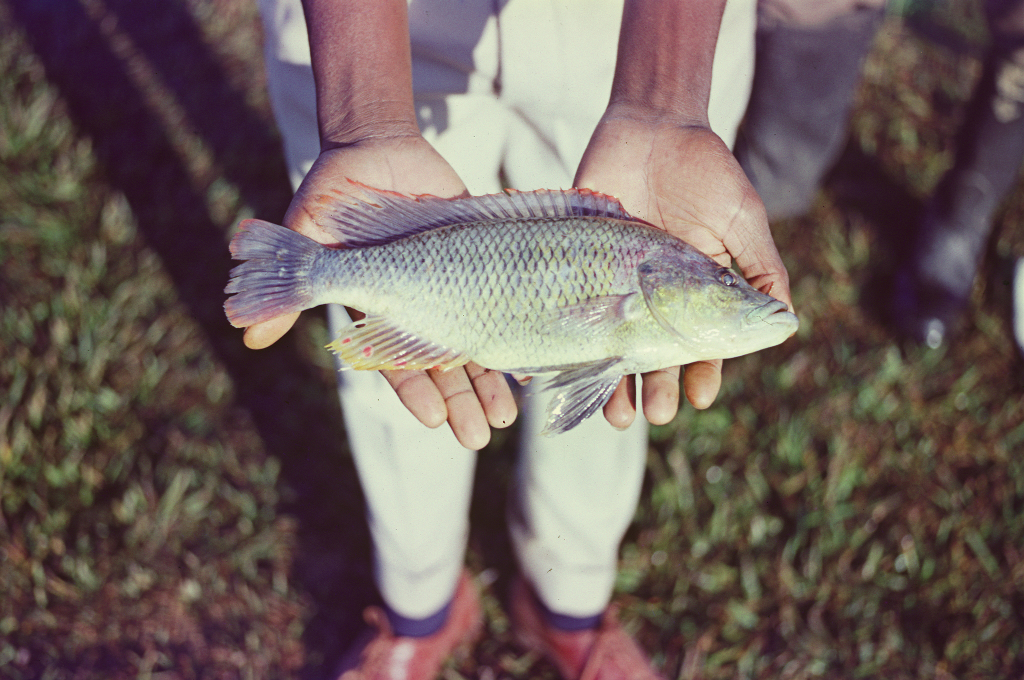 PHOTO LIBRARY: detail