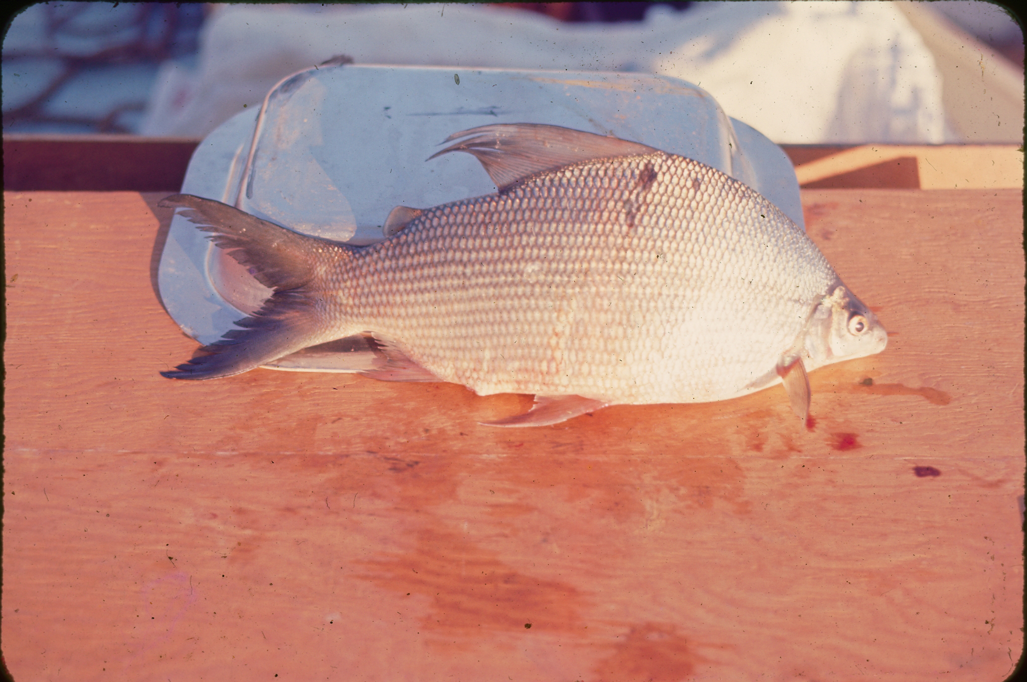 PHOTO LIBRARY: detail