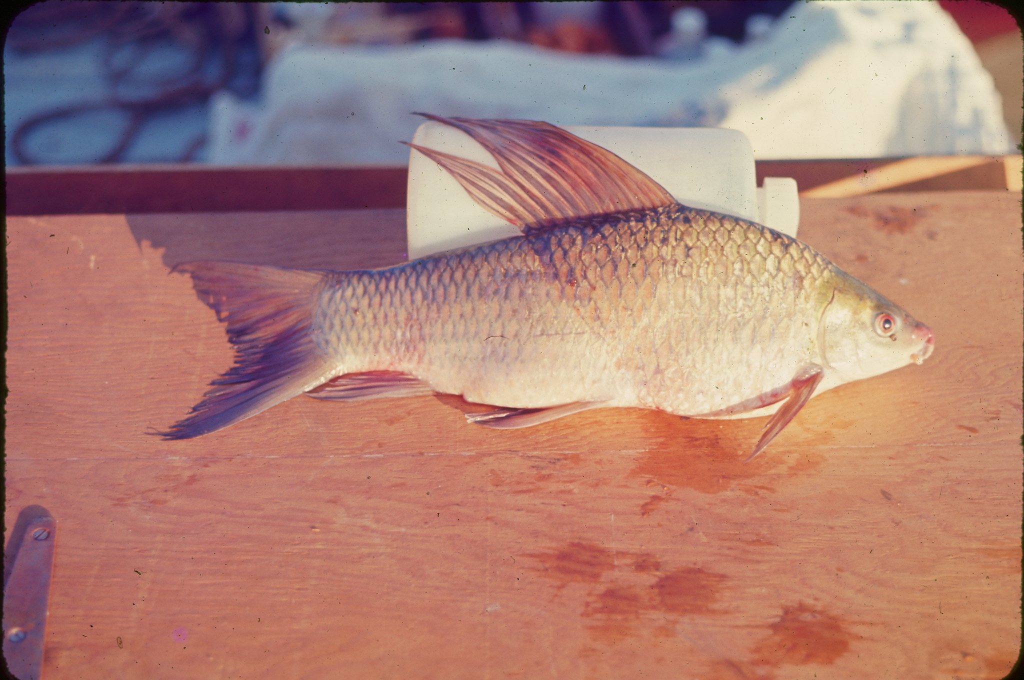 PHOTO LIBRARY: detail