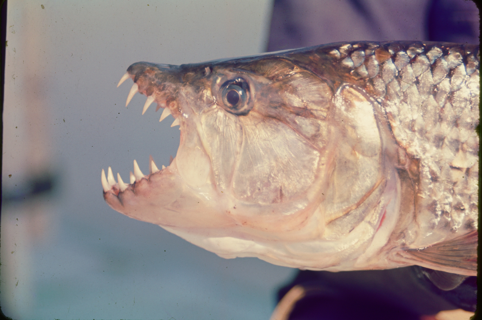 PHOTO LIBRARY: detail