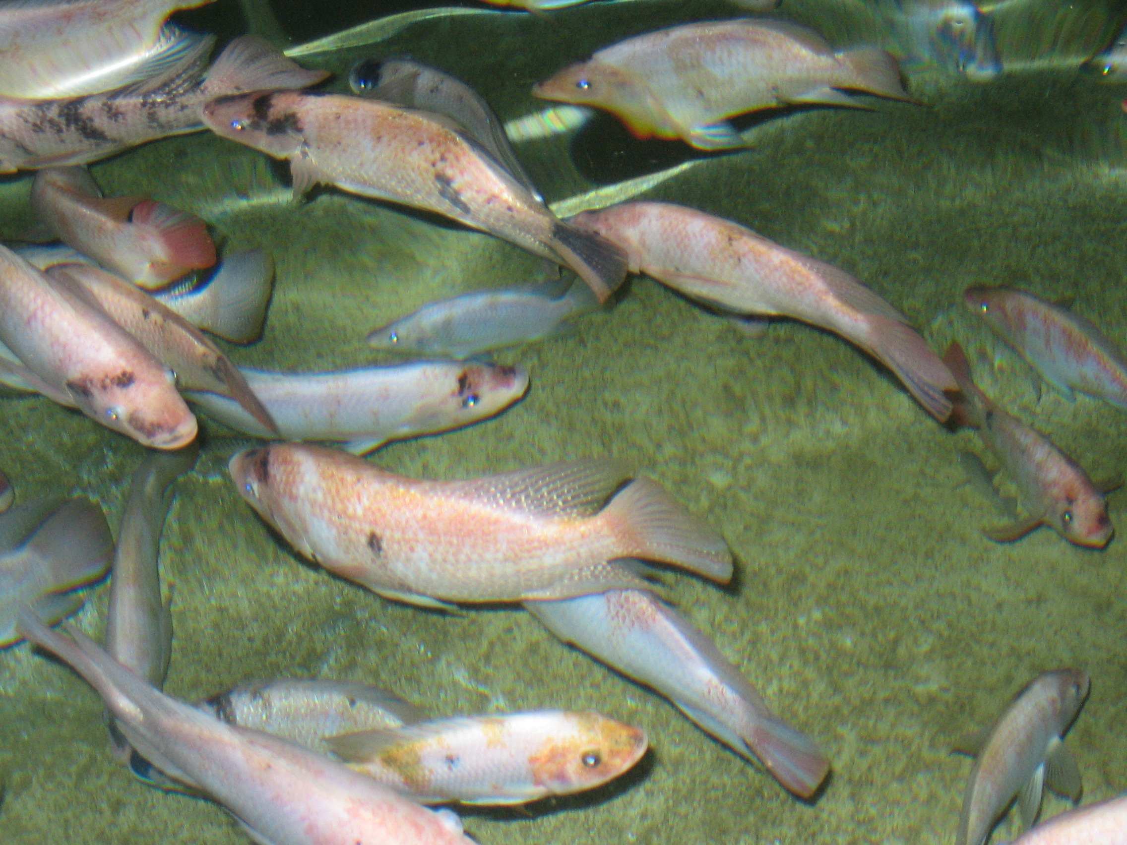 Home Tilapia Farming