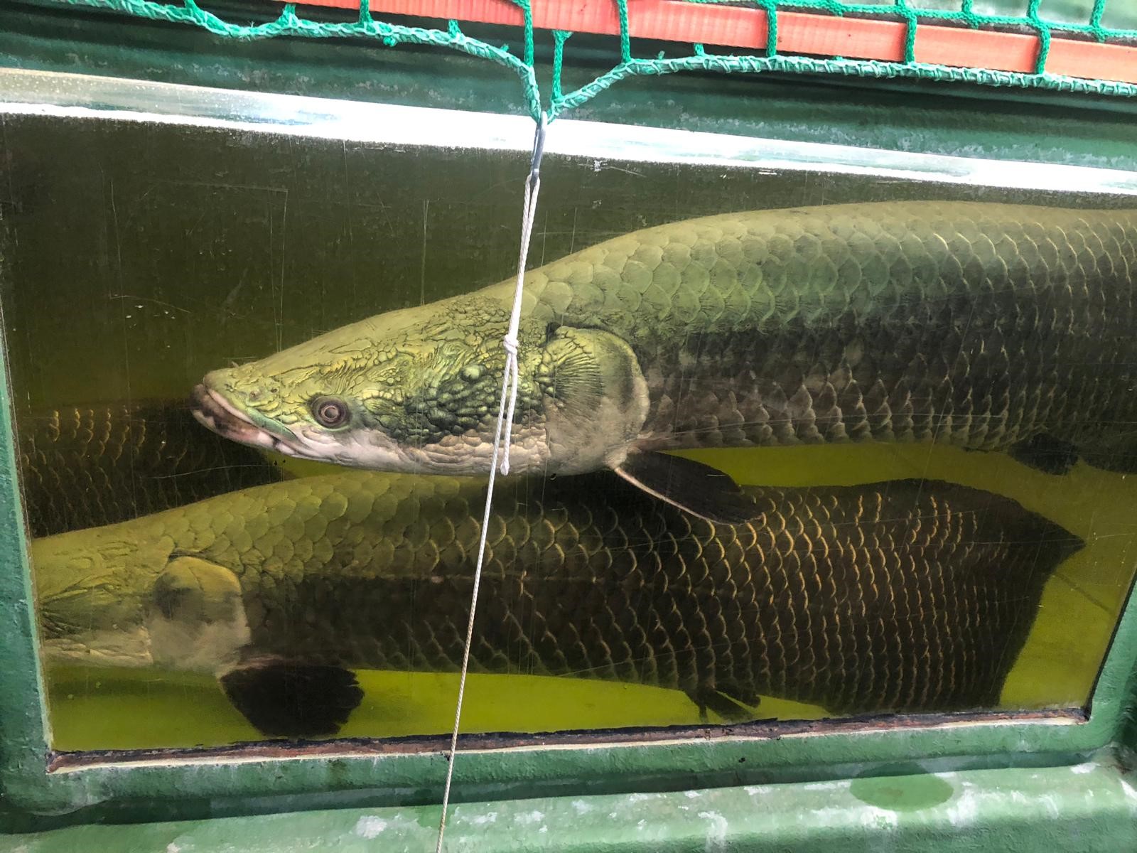 Arapaima Fish Aquarium