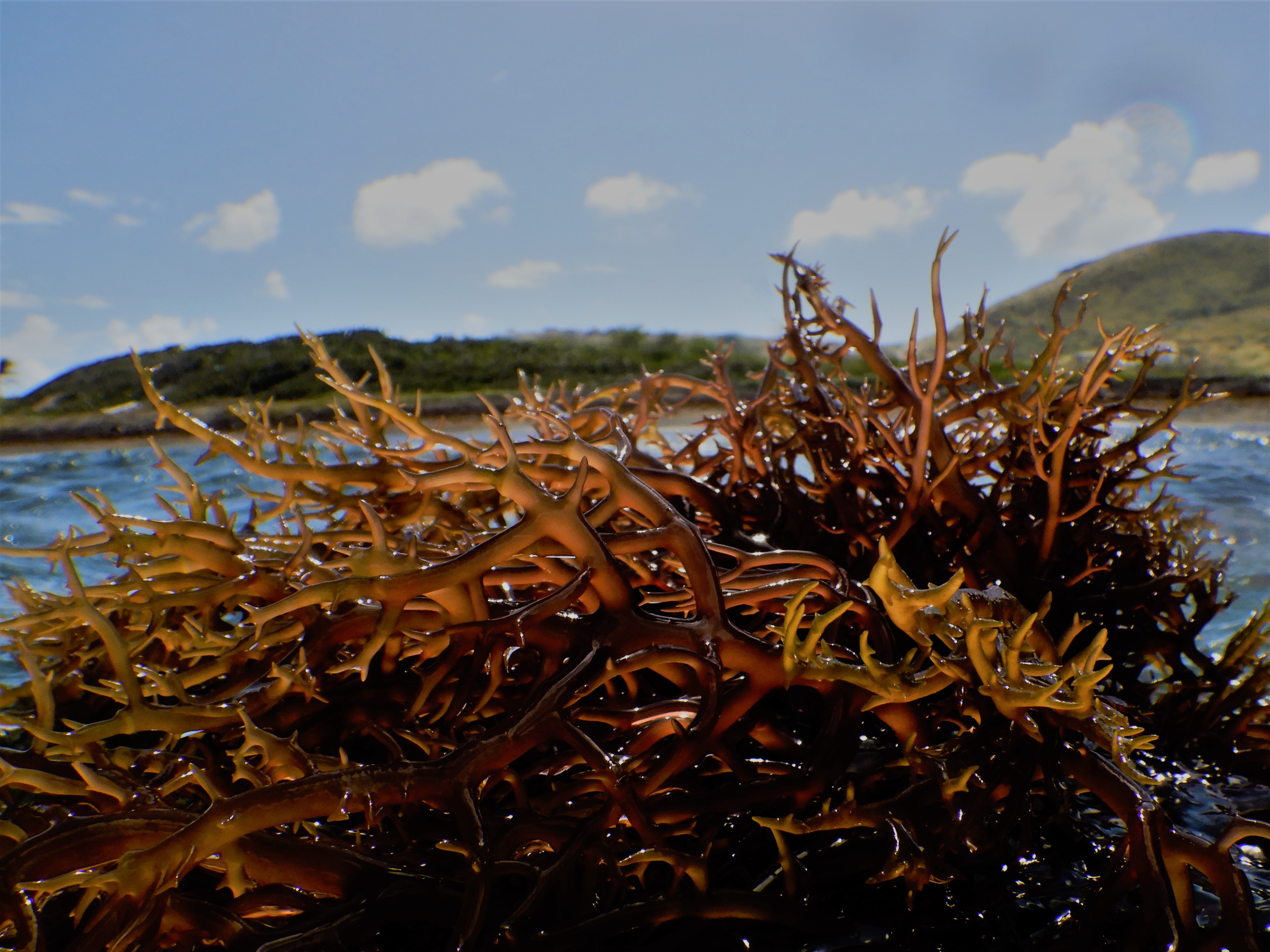 Photography Art & Collectibles A photograph of Kappaphycus alvarezii ...