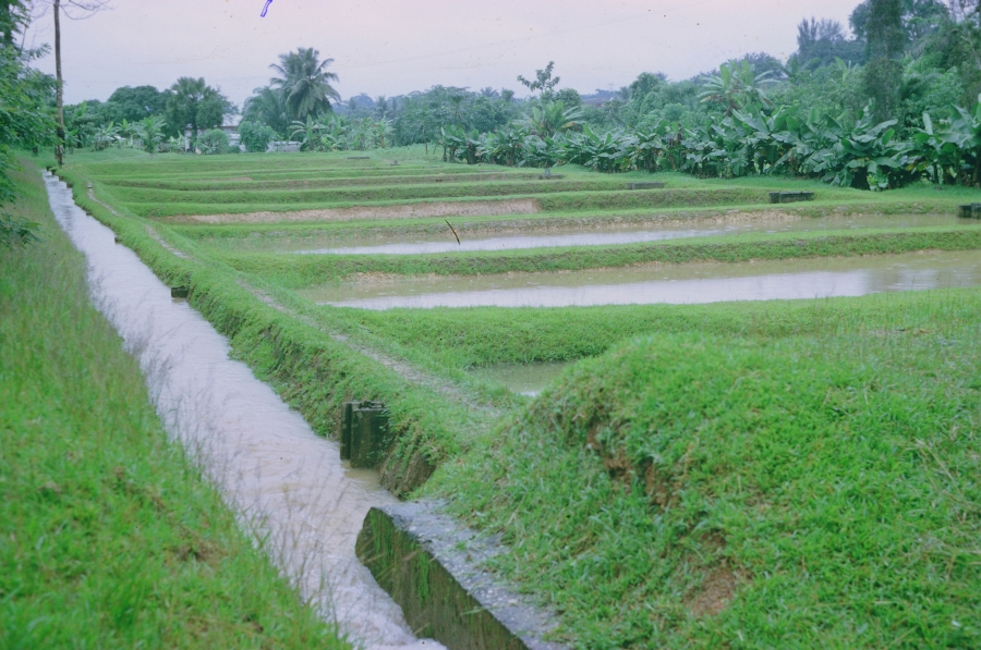 PHOTO LIBRARY: detail