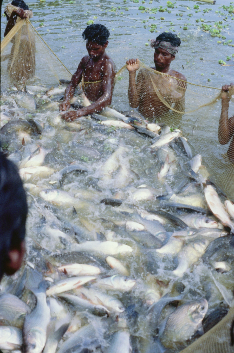 PHOTO LIBRARY: detail