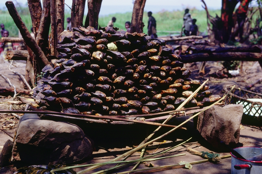 PHOTO LIBRARY: detail