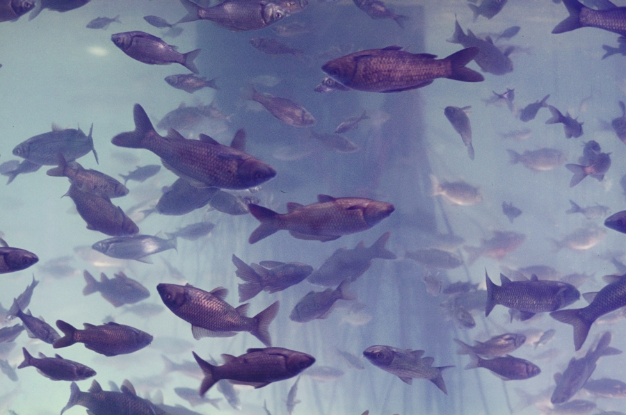 PHOTO LIBRARY: detail