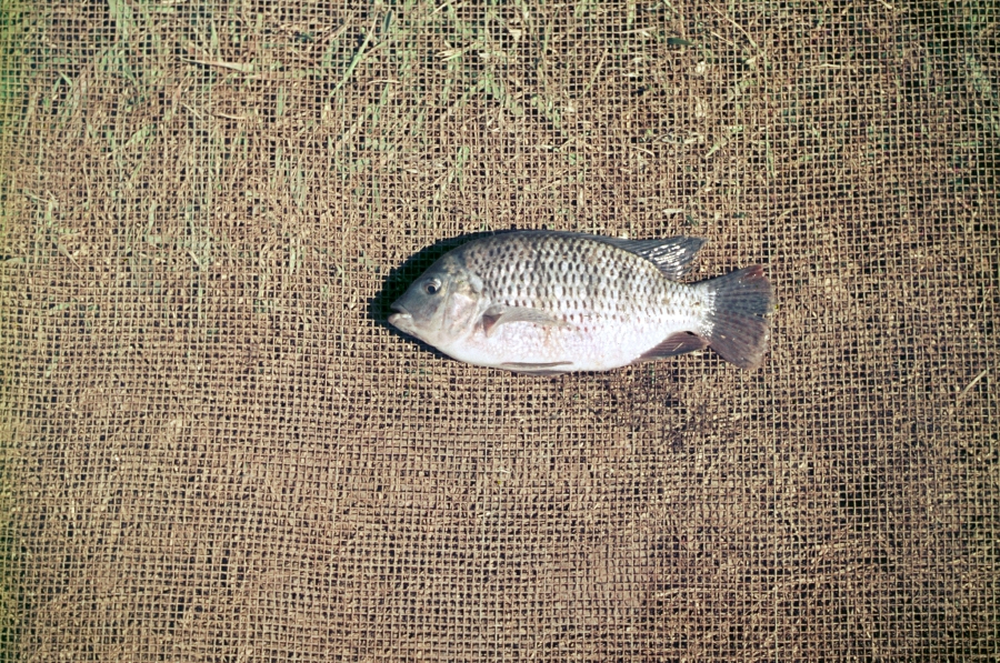 PHOTO LIBRARY: detail