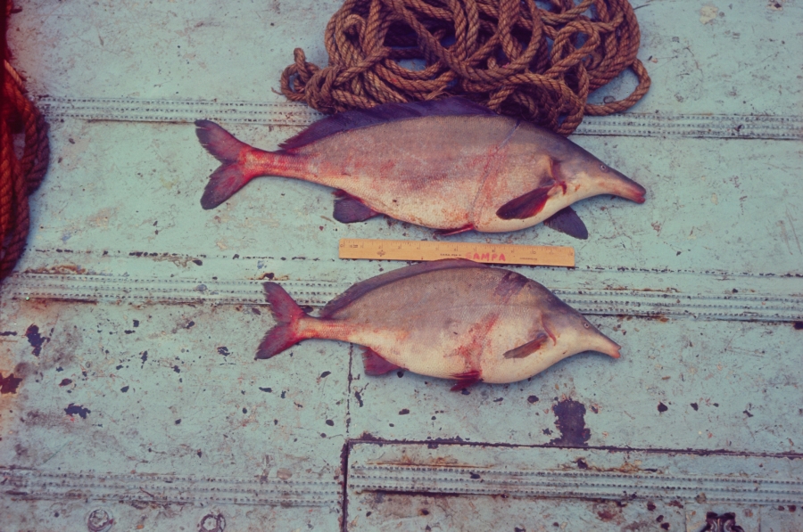 PHOTO LIBRARY: detail