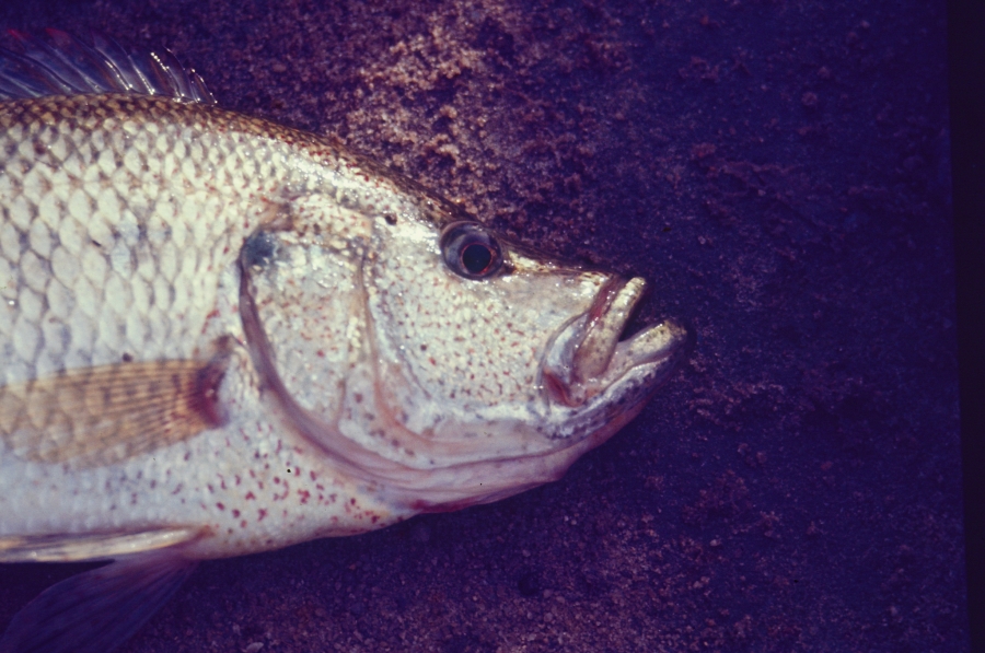 PHOTO LIBRARY: detail